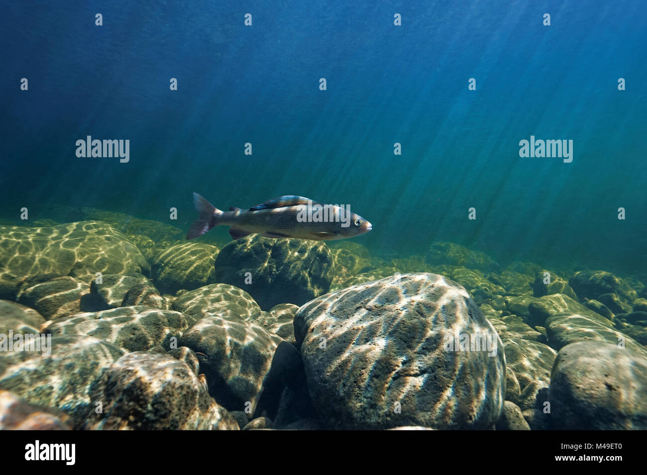 Spawning grayling hi-res stock photography and images - Alamy