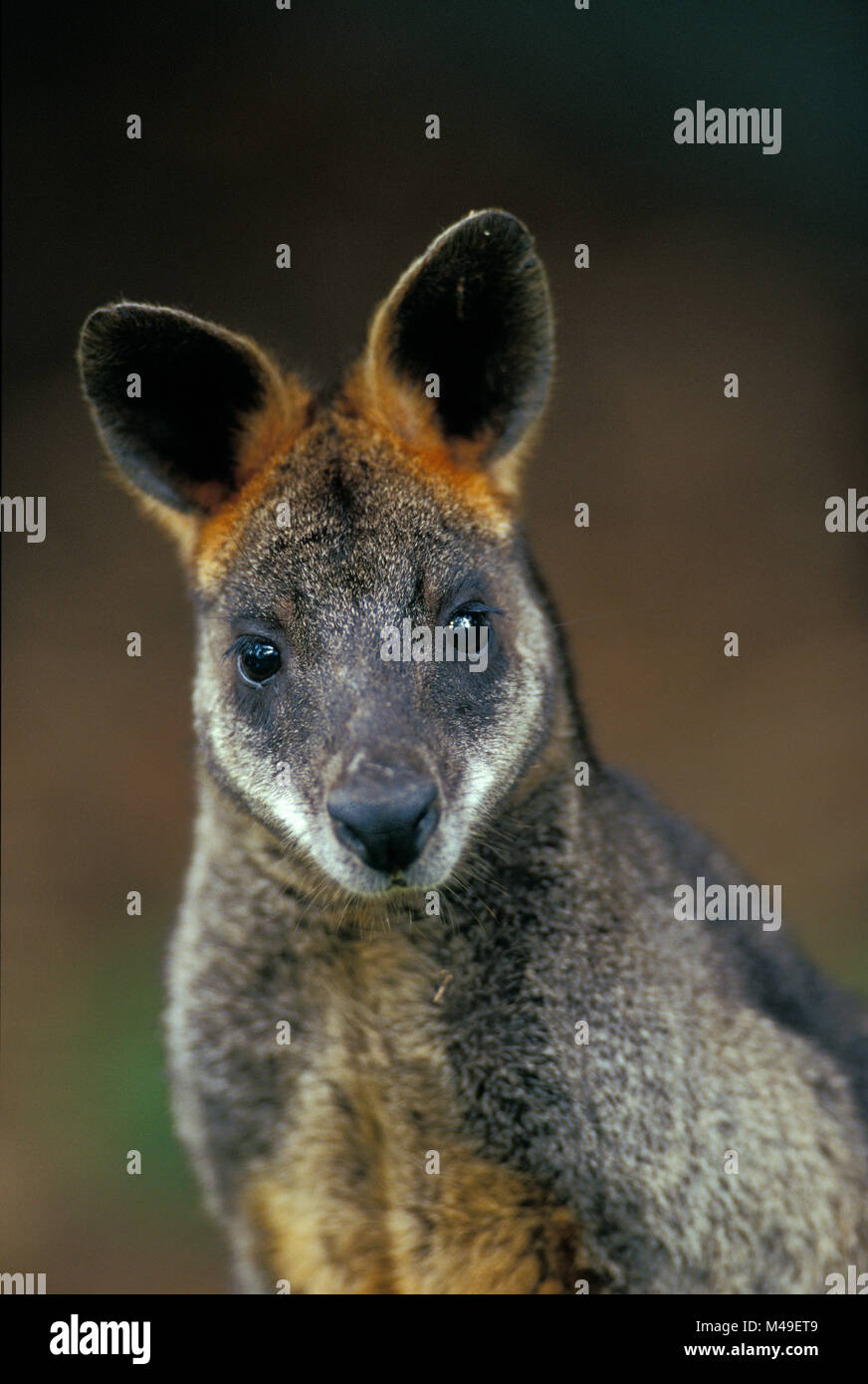 Swamp wallaby (Wallabia bicolor) portrait, Australia Stock Photo - Alamy
