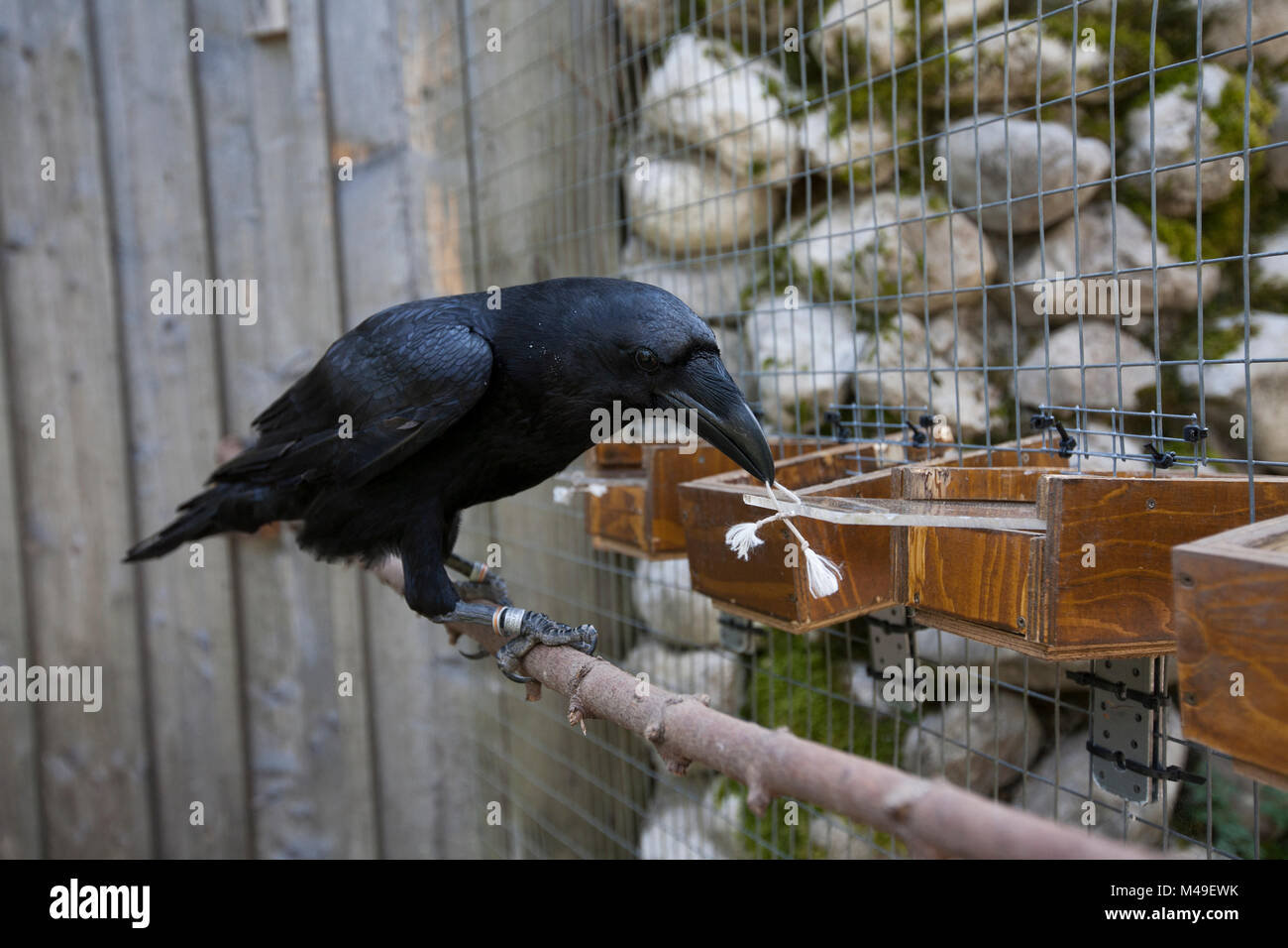 Common raven (Corvus corax) performing cognitive experiments at the ...