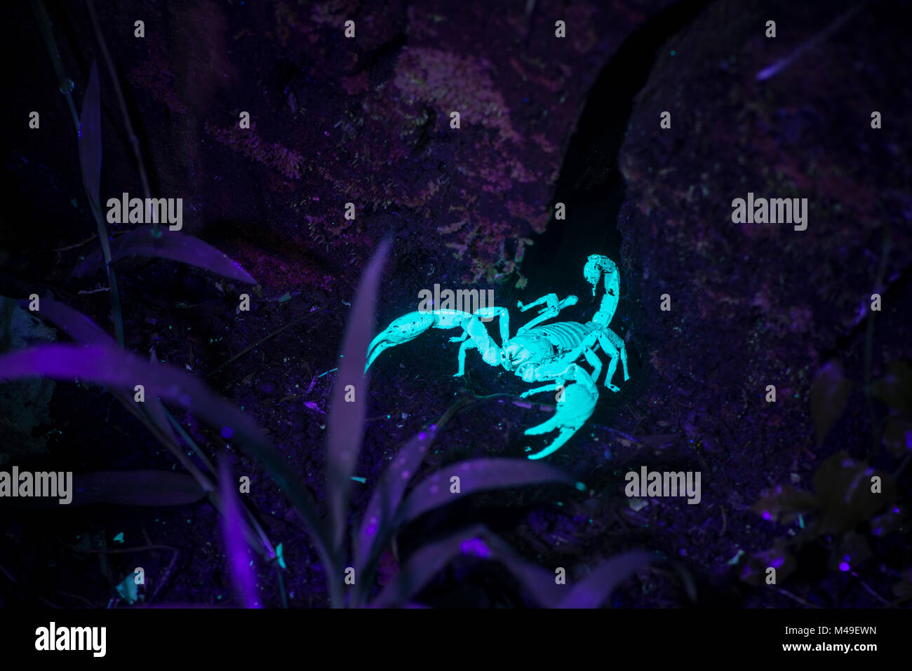 Asian forest scorpion uv light hi-res stock photography and images - Alamy