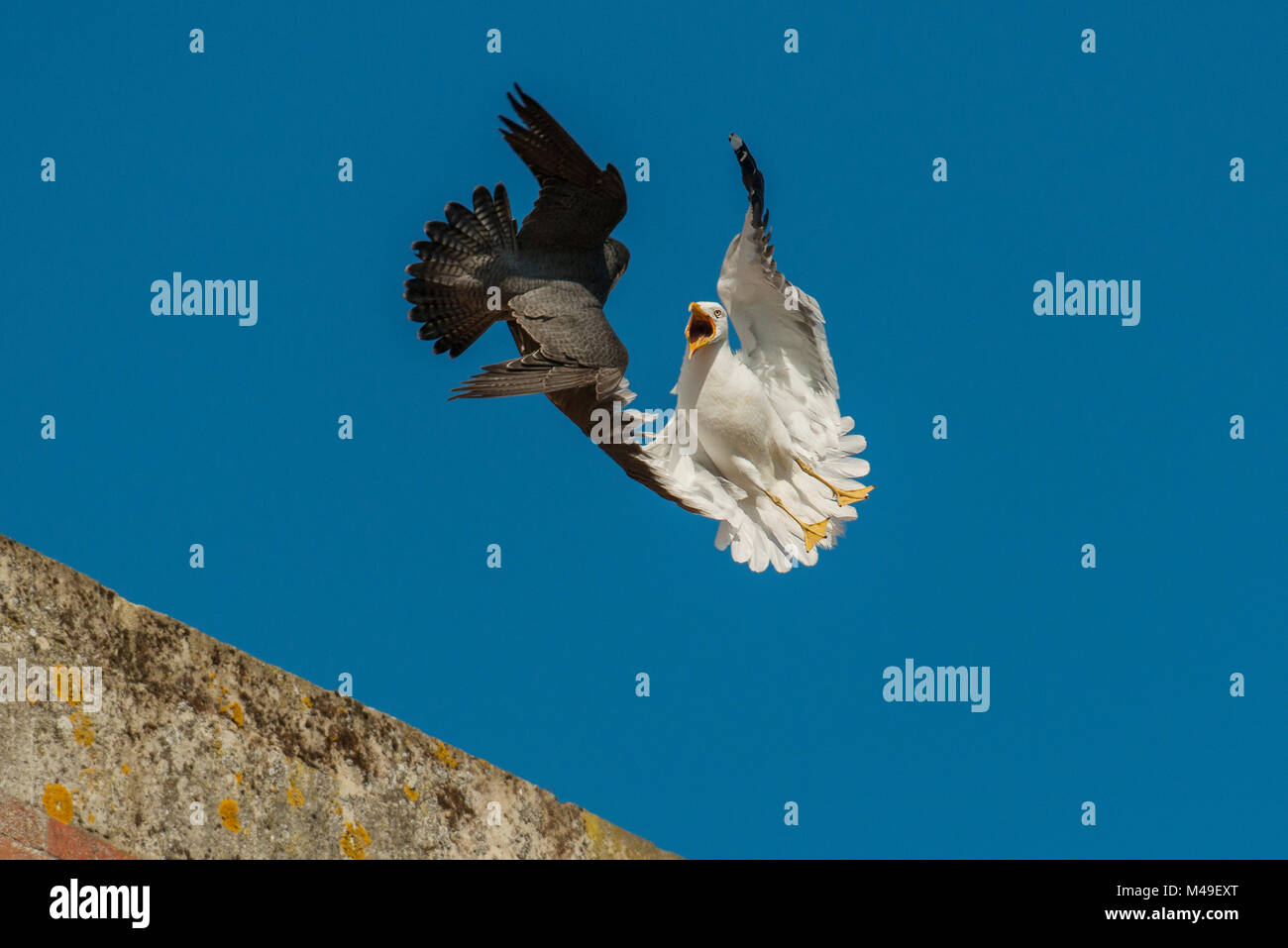 Falcon attacking hi-res stock photography and images - Alamy