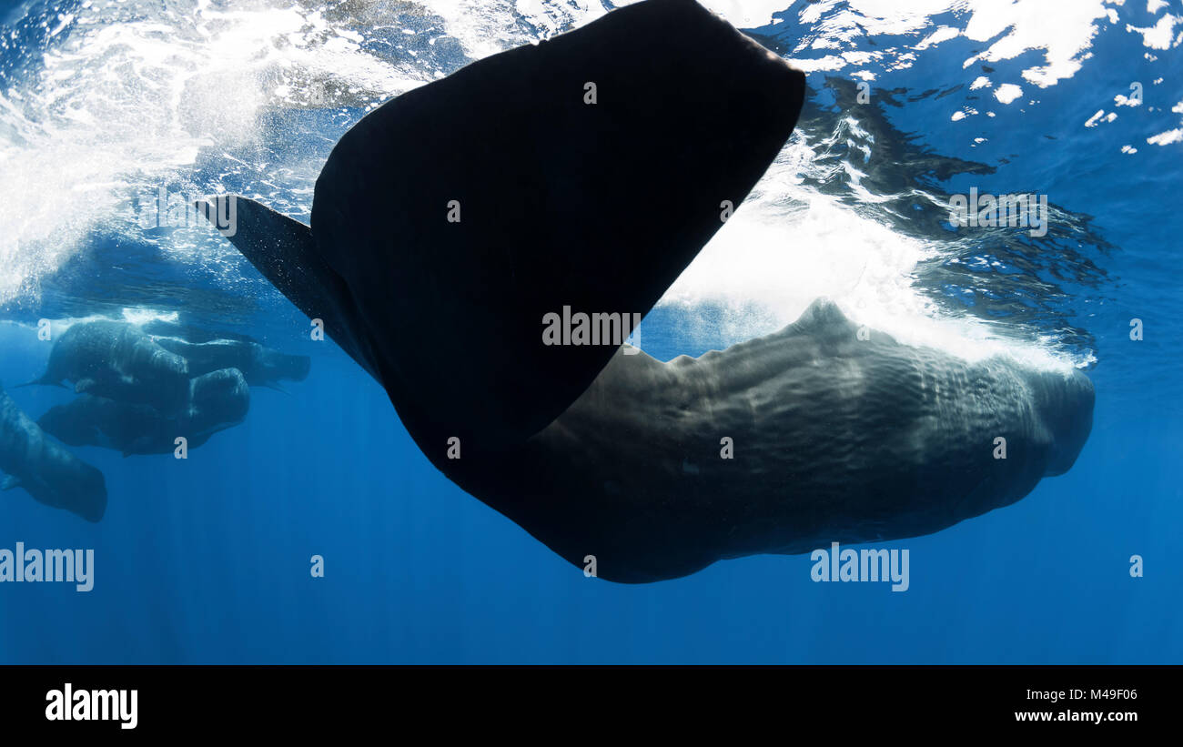 Sperm whale swimming underwater hi-res stock photography and images - Alamy