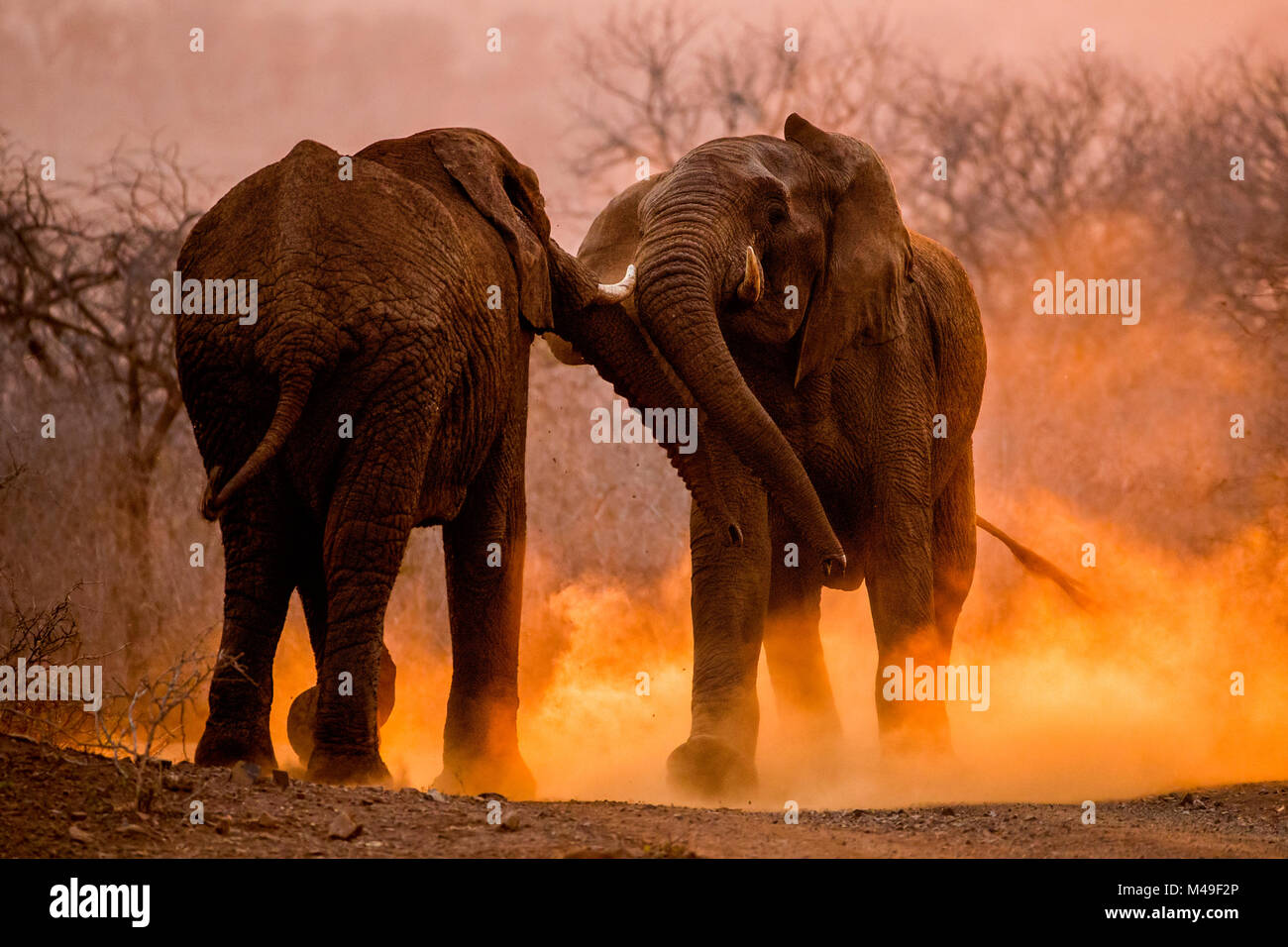 Dust elephant photo hi-res stock photography and images - Alamy