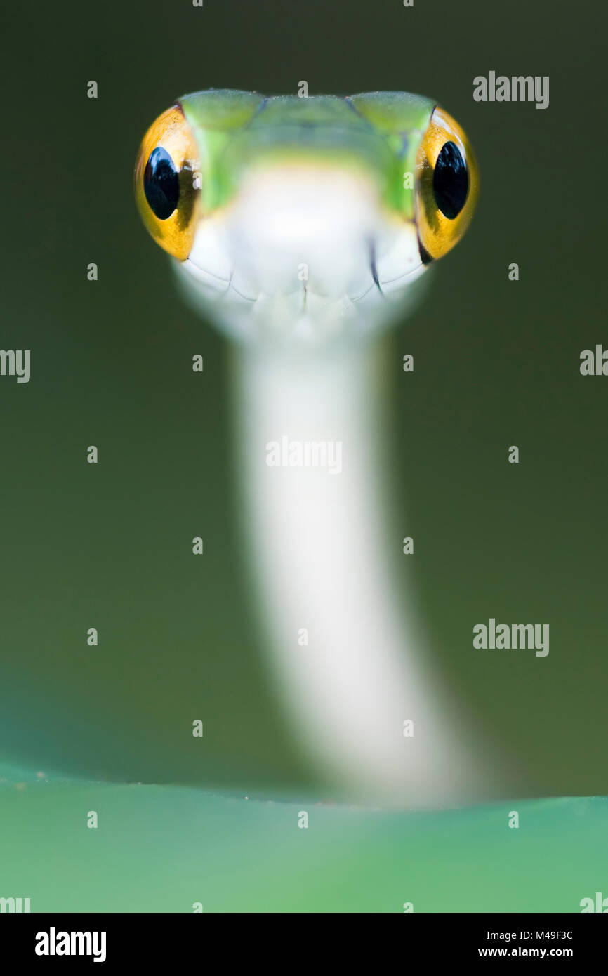 Satiny Parrot snake (Leptophis depressirostris) Santa Rita, Costa Rica ...