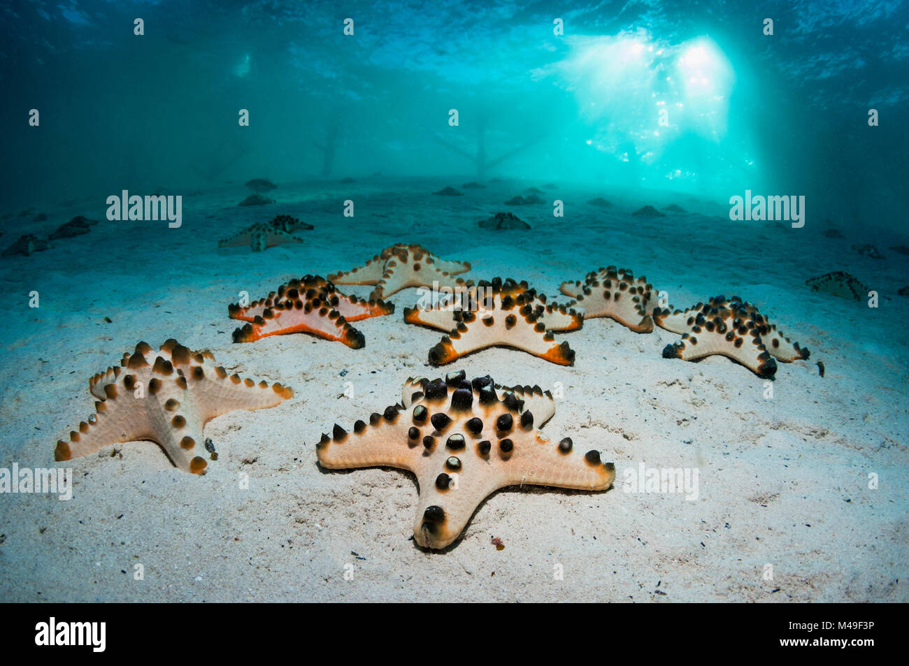 Chocolate chip sea star o (Protoreaster nodosus) on sandy bottom. Mabul ...
