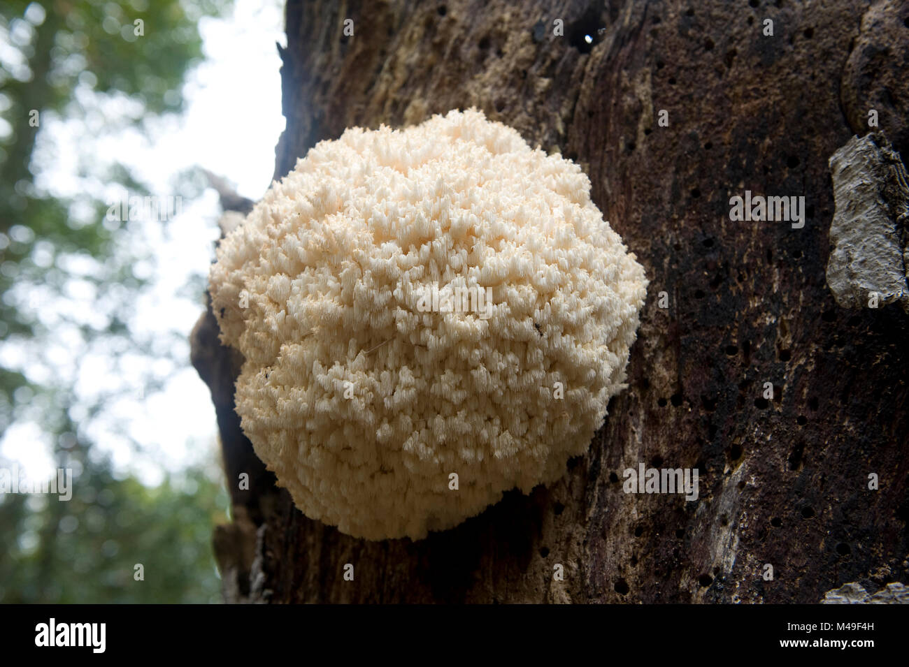 Saprophytic fungus england hi-res stock photography and images - Alamy