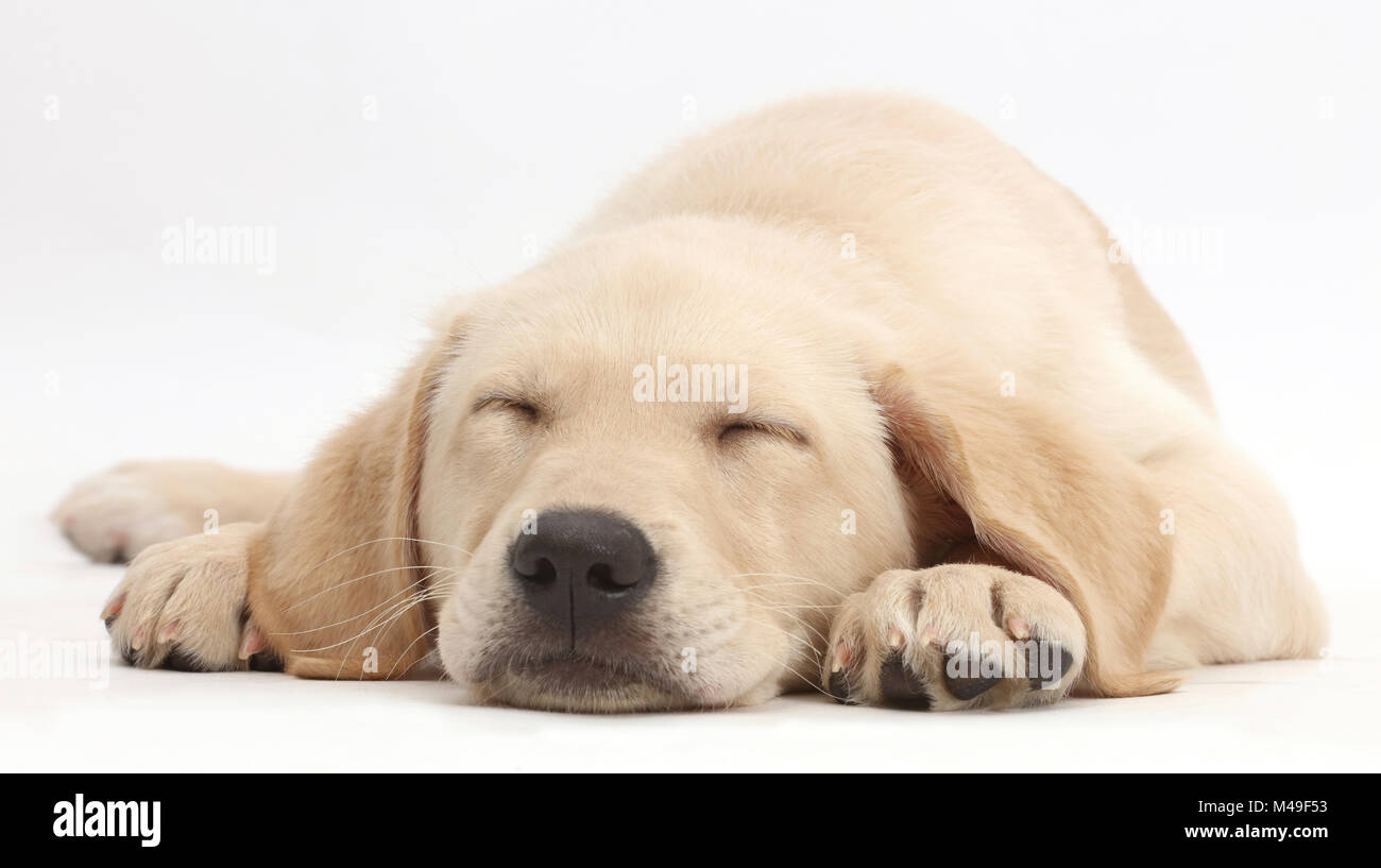 Yellow Labrador retriever puppy, age 9 weeks, sleeping Stock Photo - Alamy
