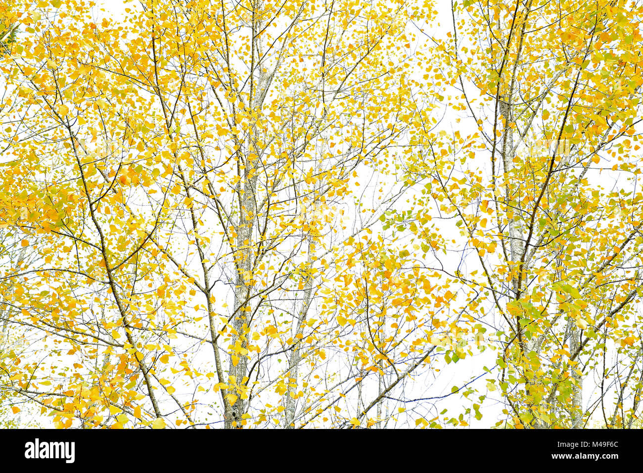 Poplar trees (Populus sp) in autumn, Sierra de Grazalema Natural Park ...