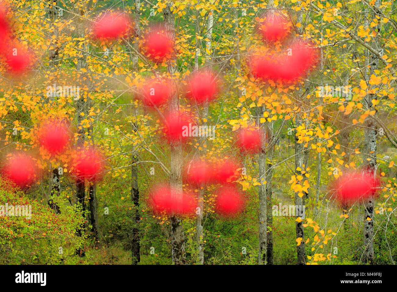 Hawthorn berries (Crataegus monogyna) in Poplar woodland (Populus ...