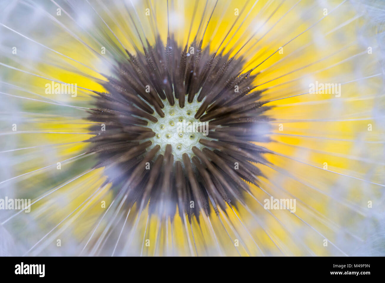 Taraxacum kok saghyz hi-res stock photography and images - Alamy