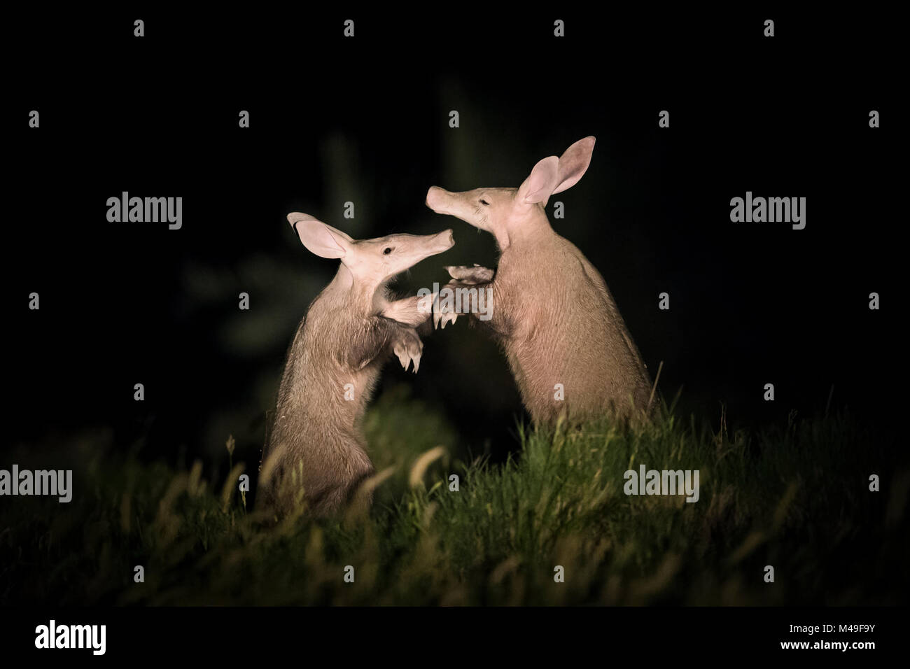Antbear hi-res stock photography and images - Alamy