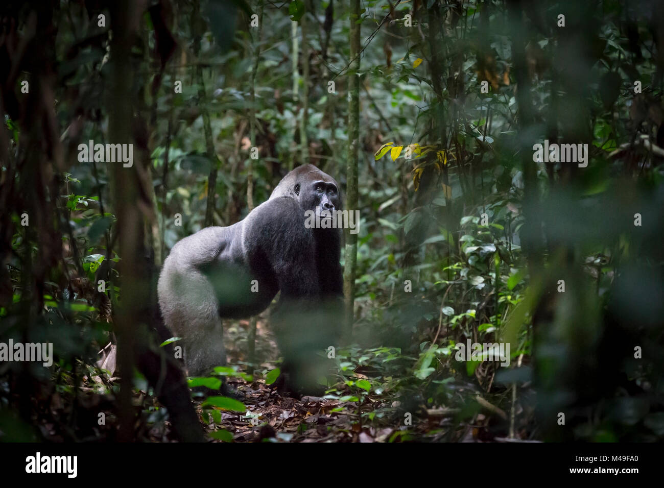 Western lowland gorilla (Gorilla gorilla gorilla) walking through ...