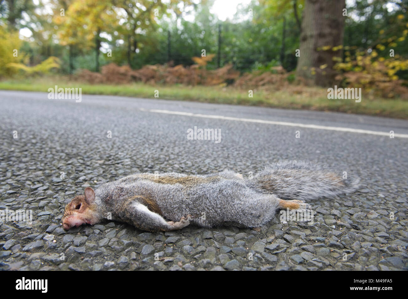Dead gray squirrel hi-res stock photography and images - Alamy