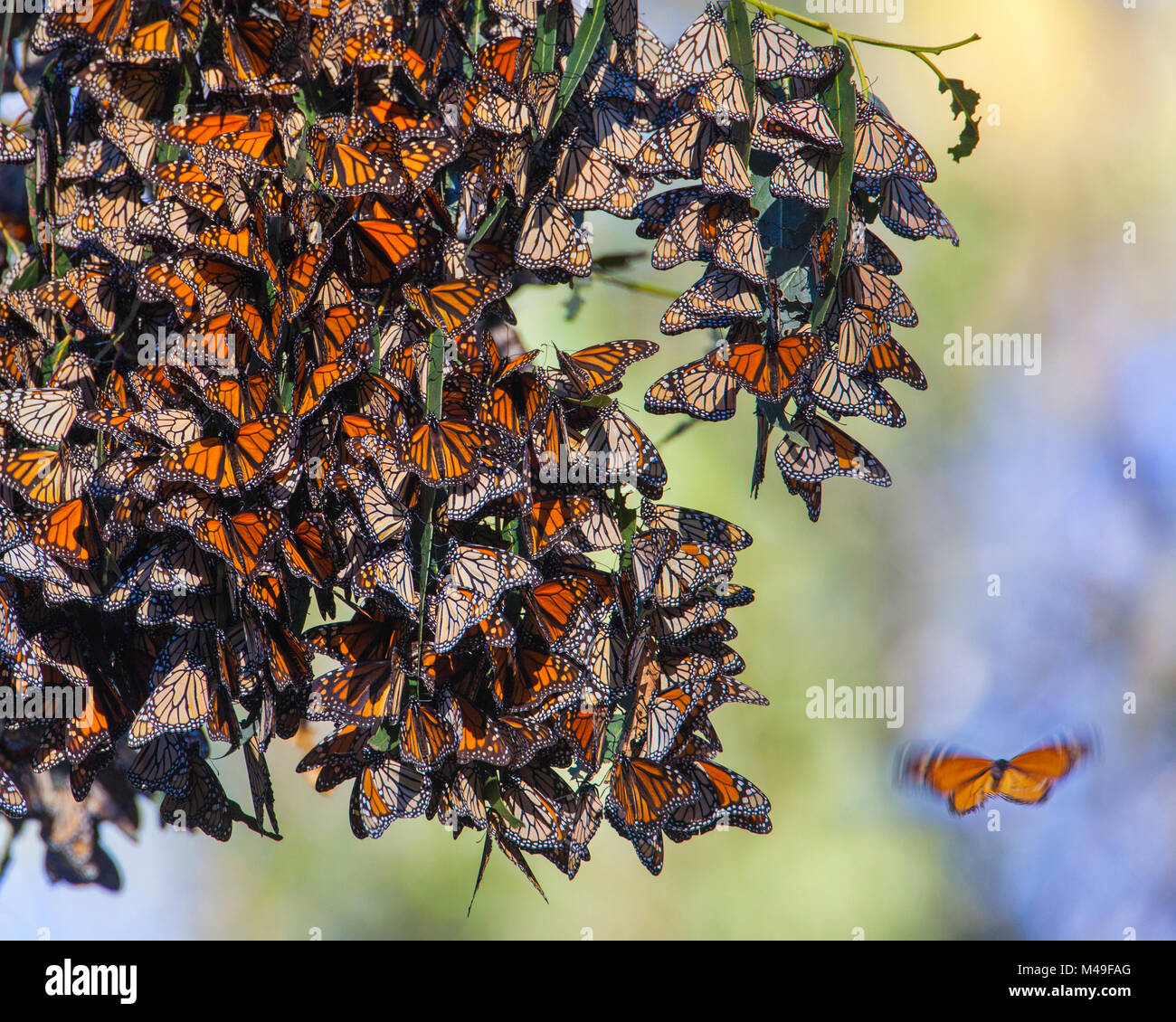 Monarch butterflies (Danaus plexippus) over winter on Eucalyptus and Monterey Cypress trees near ...