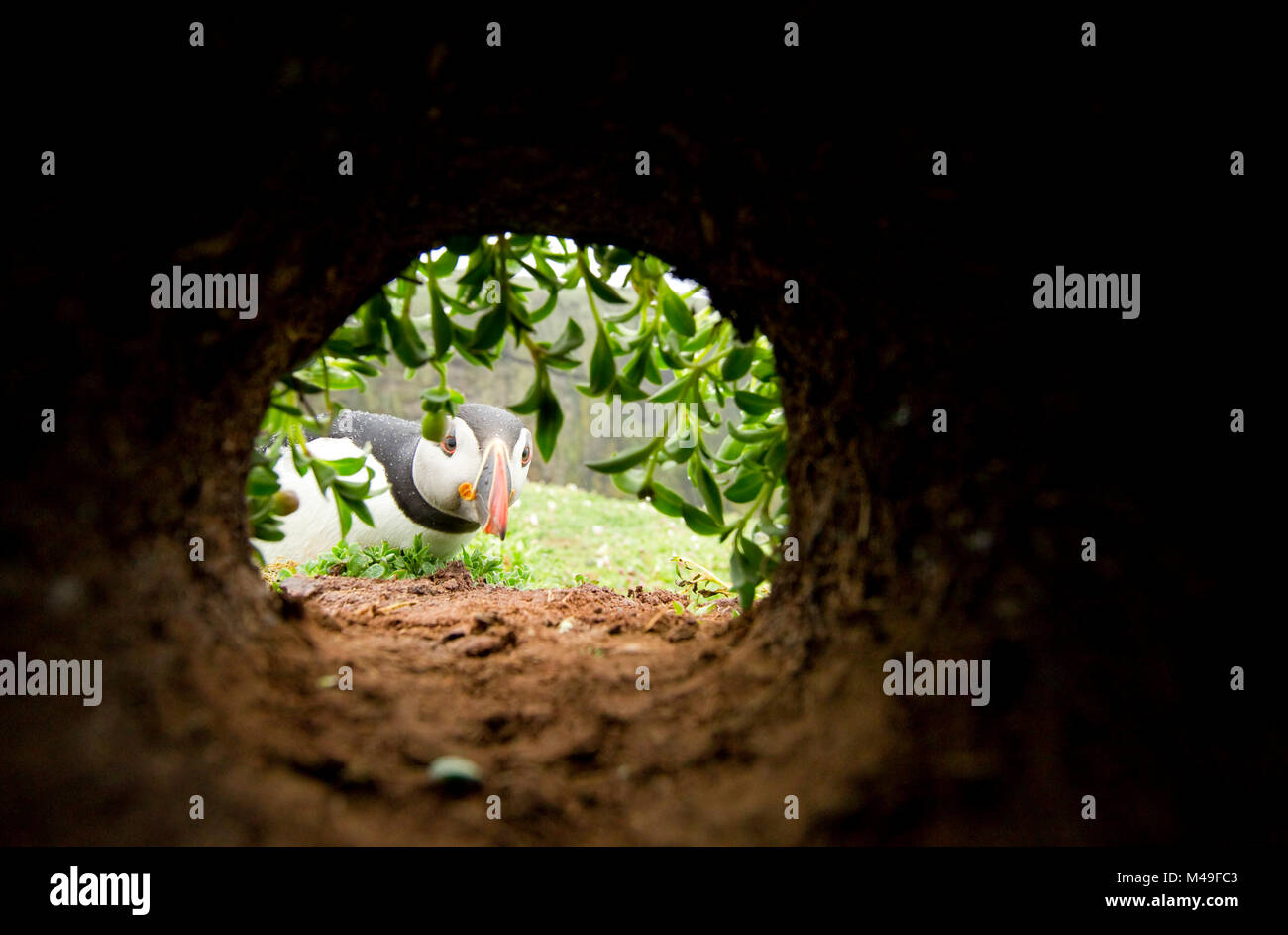 Atlantic Puffin (Fratercula arctica) looking down a nesting chamber ...