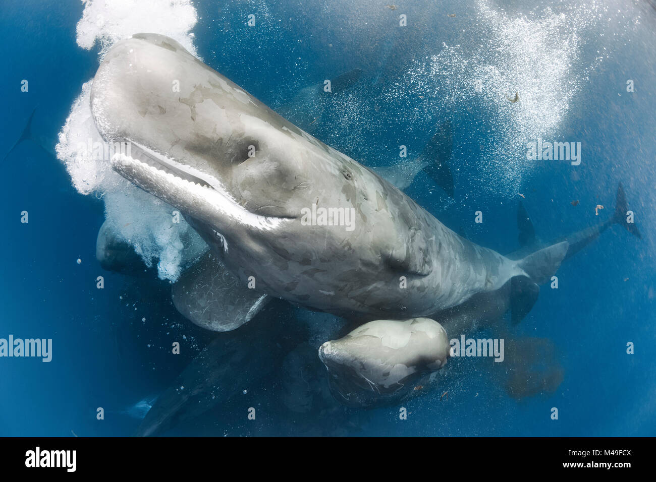 Sperm whales sri lanka hi-res stock photography and images - Alamy