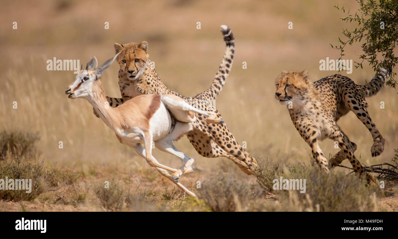 Cheetah (Acinonyx jubatus) hunting Springbok (Antidorcas marsupialis ...