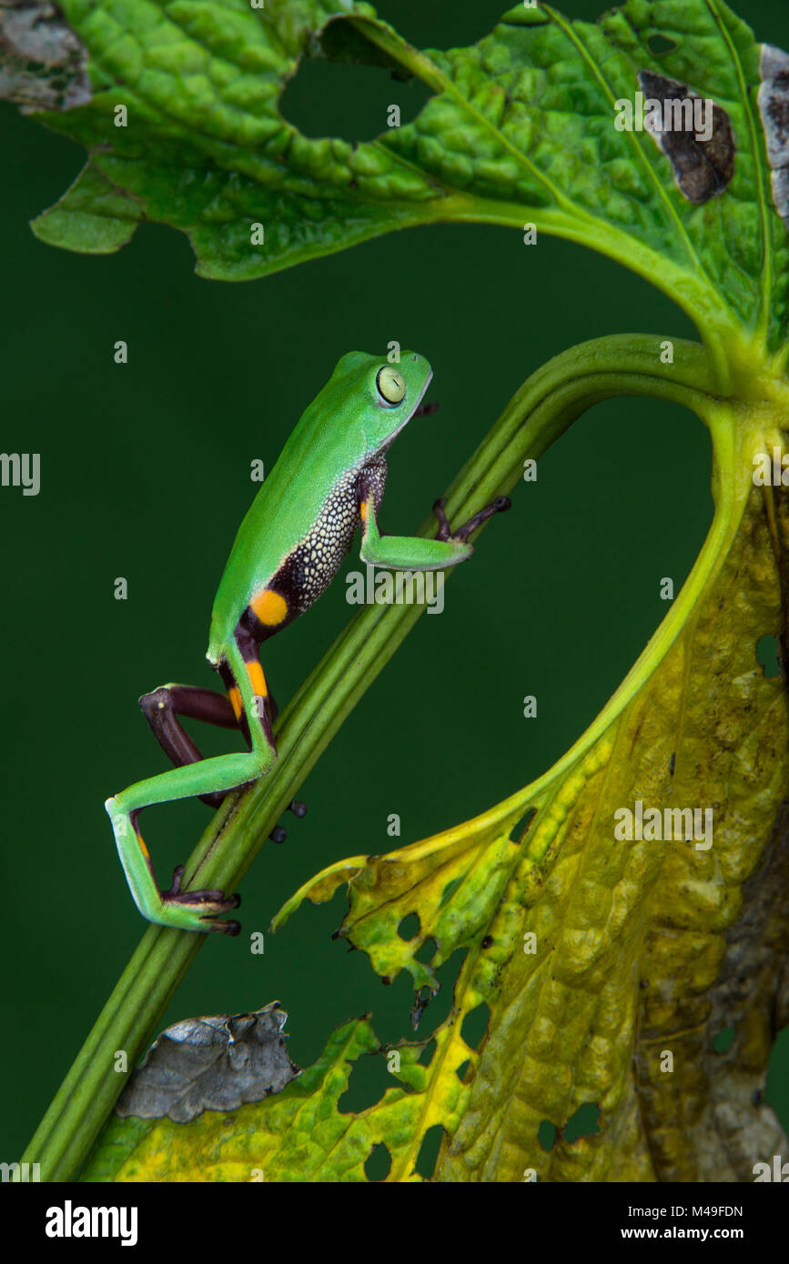 Amazonia ecuatoriana hi-res stock photography and images - Alamy