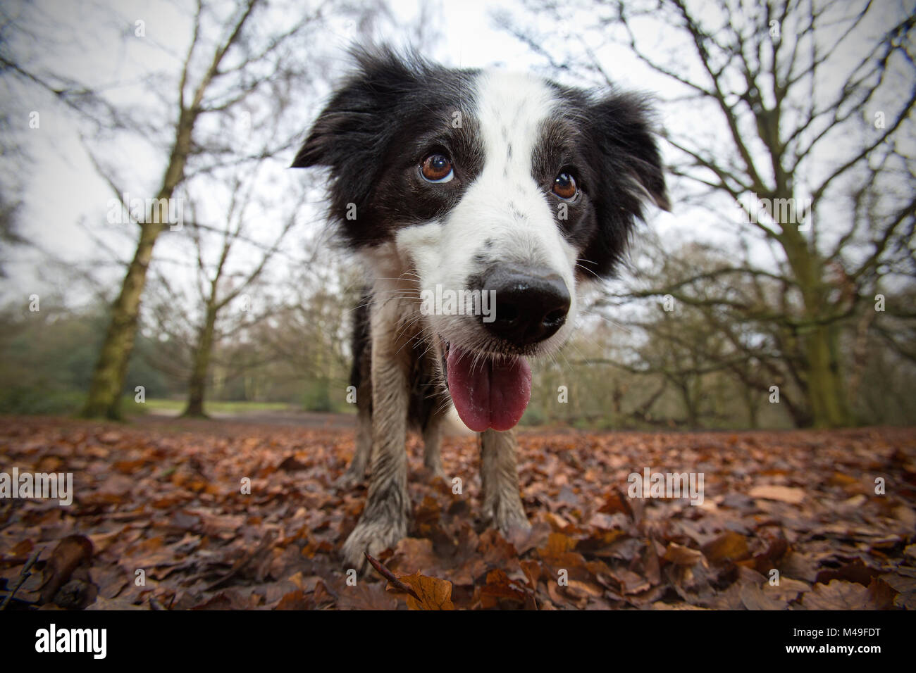 Black and white border collie, Hampstead Heath, England, UK Stock Photo ...