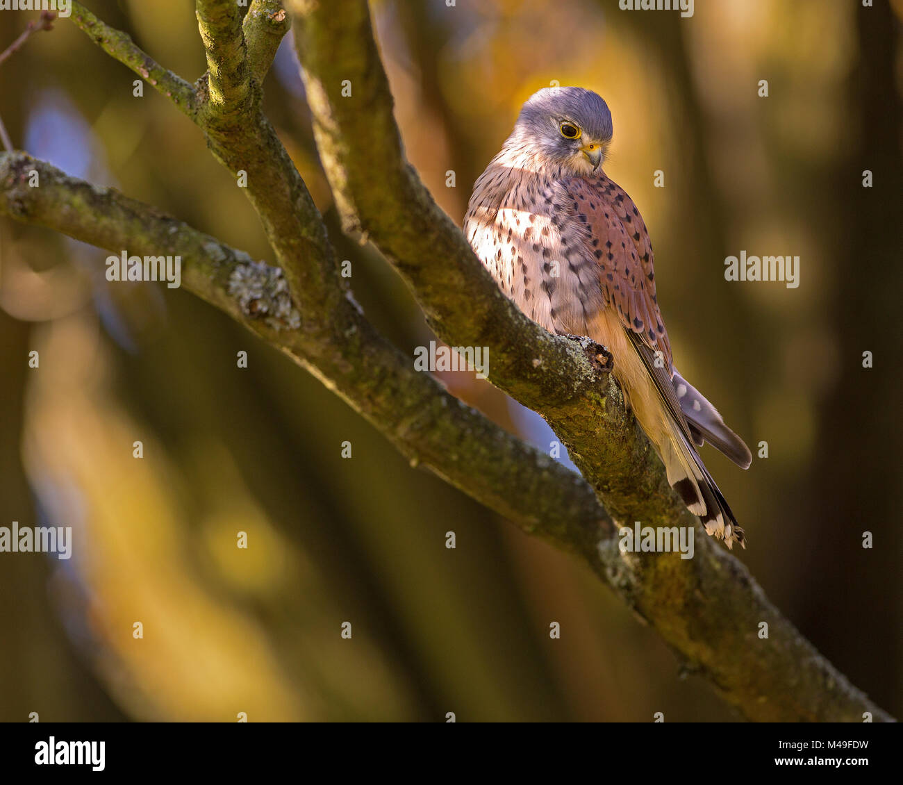 Kestrel (Falco tinnunculus) male, Hampstead Heath, England, UK Stock ...