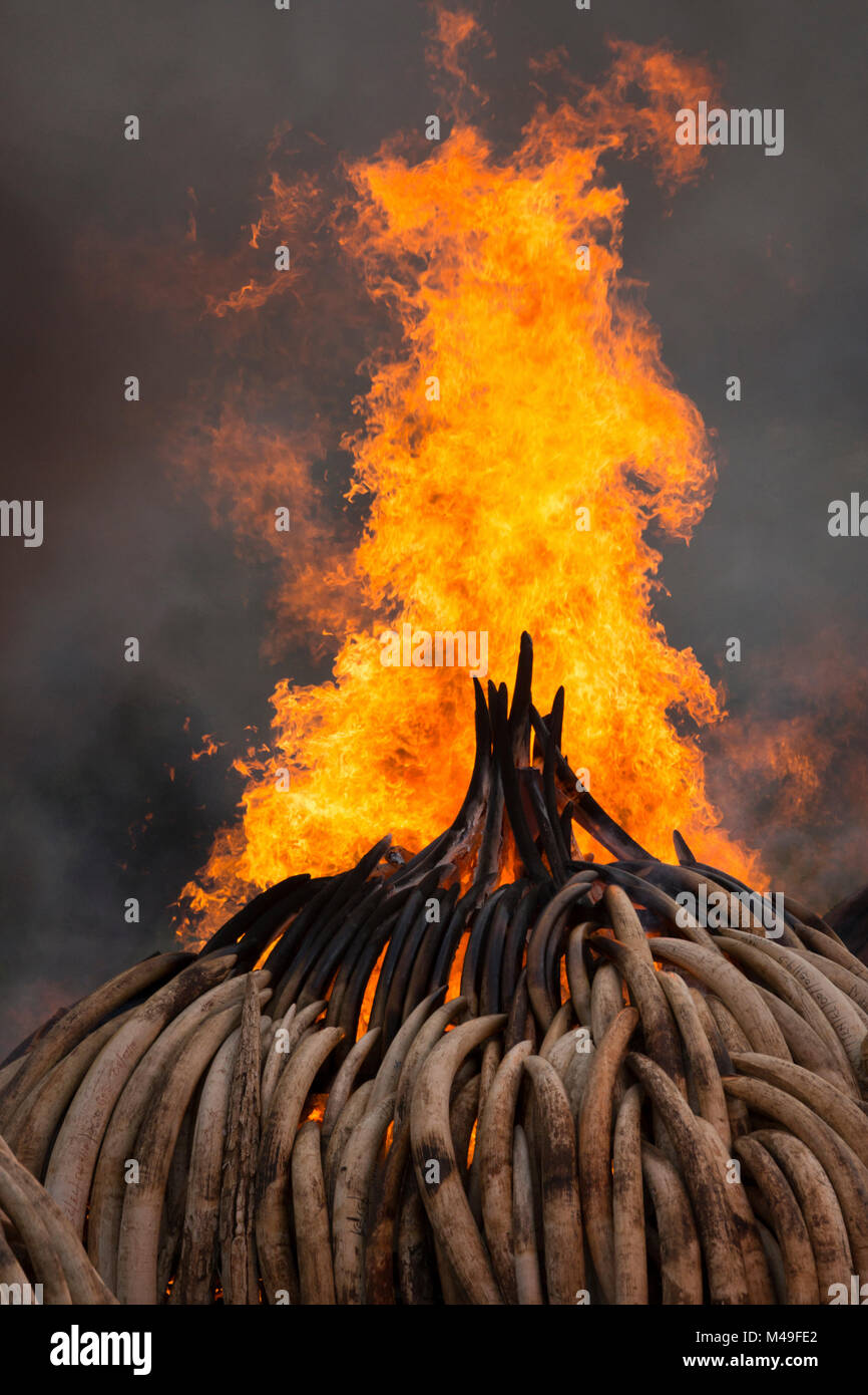 Piles of African elephant ivory set on fire by the Kenya Wildlife ...