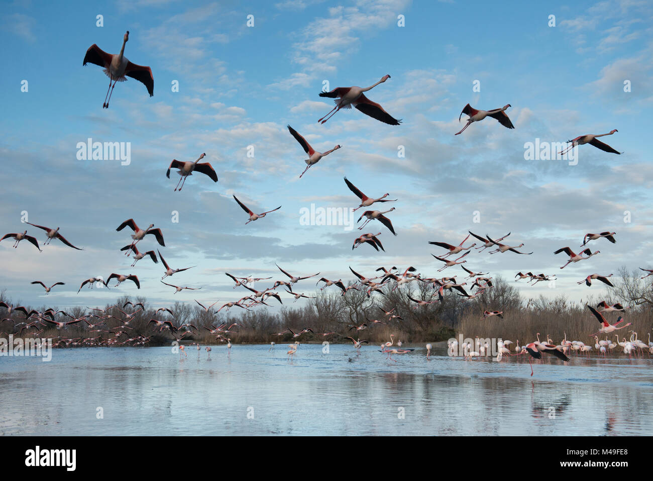 American flamingo flock flying hi-res stock photography and images - Alamy