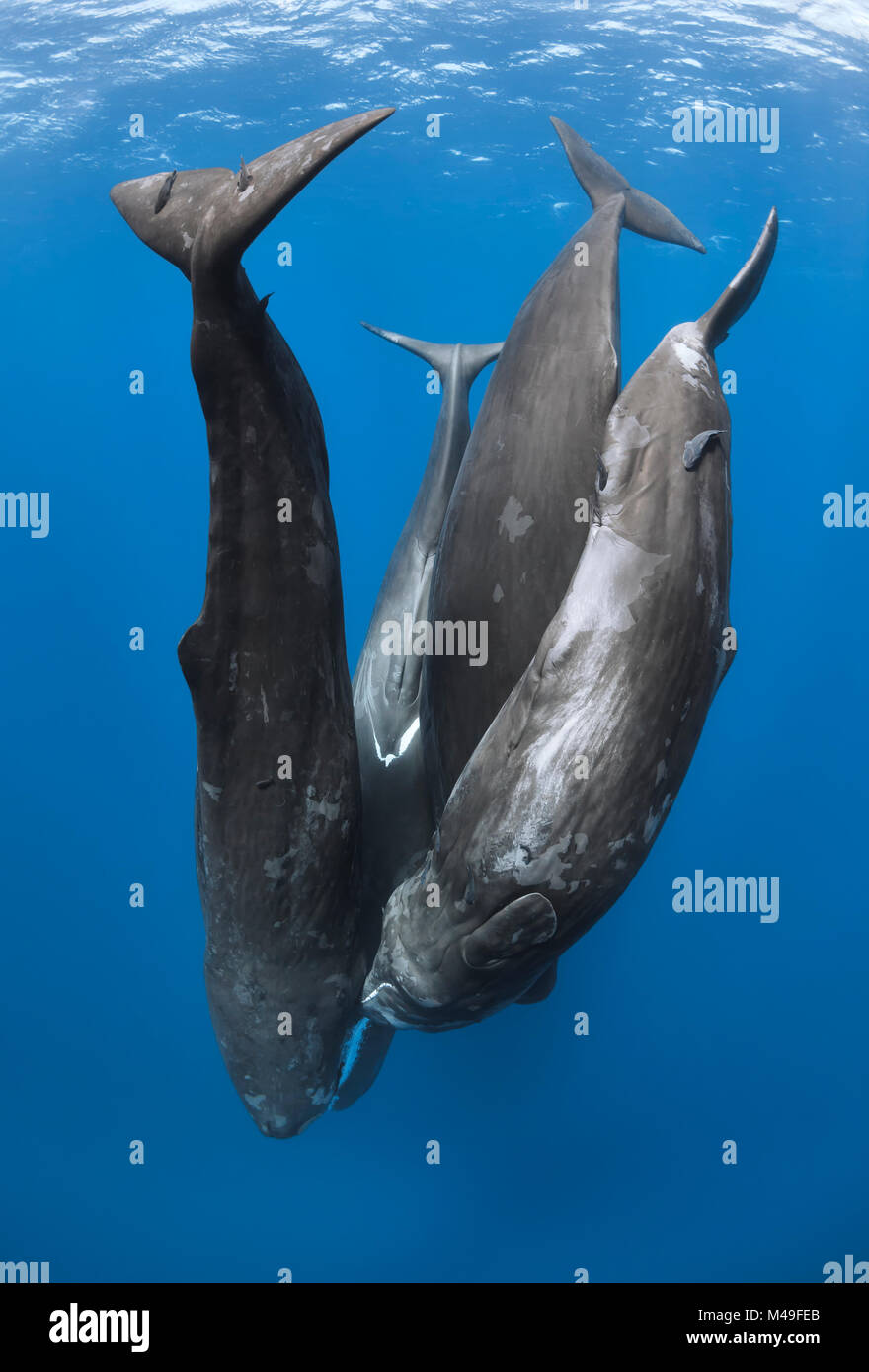 Four Sperm whales (Physeter macrocephalus) rubbing their heads together ...
