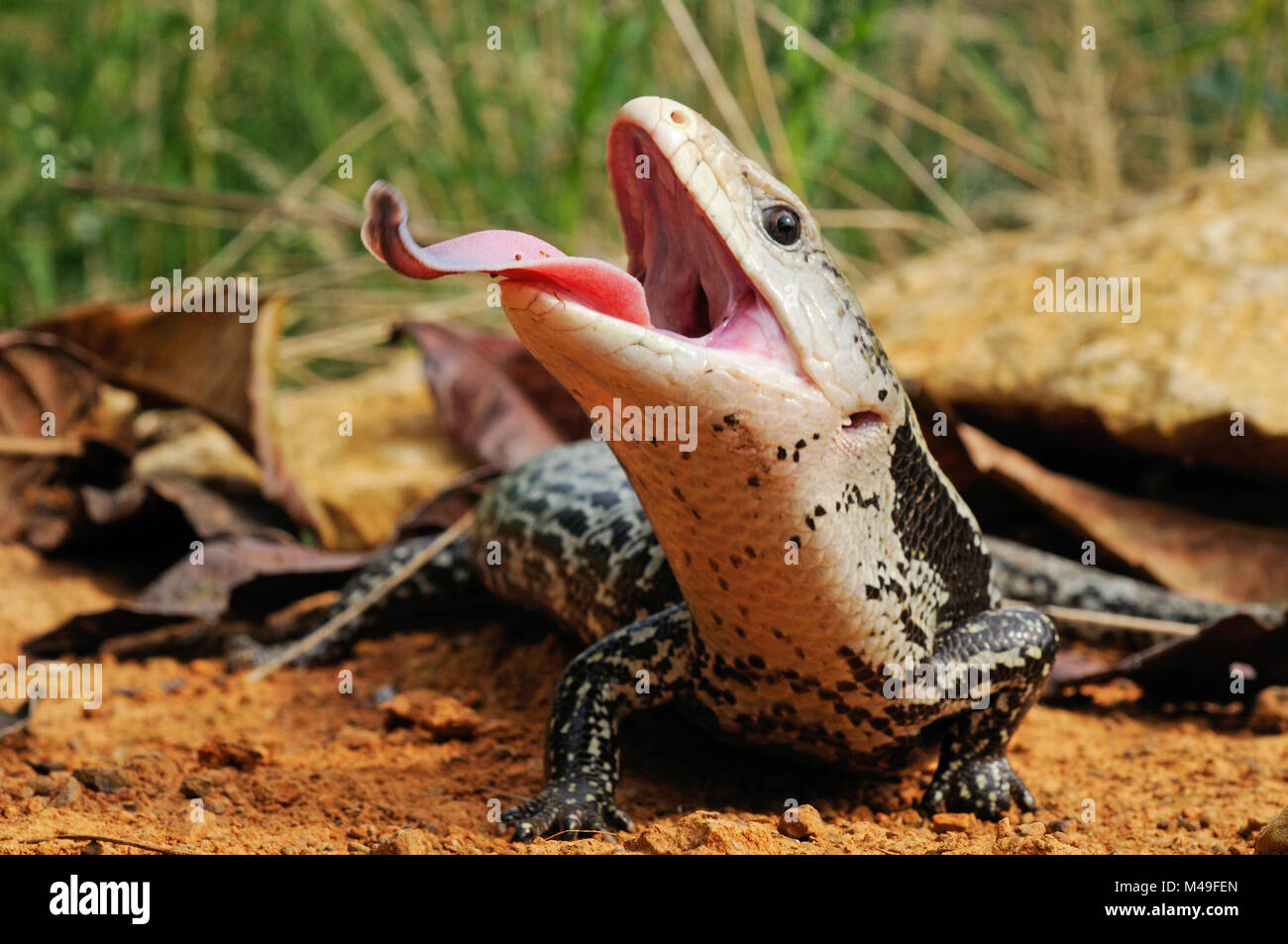 Indonesian blue-tongued skink (Tiliqua gigas) with tongue extended ...