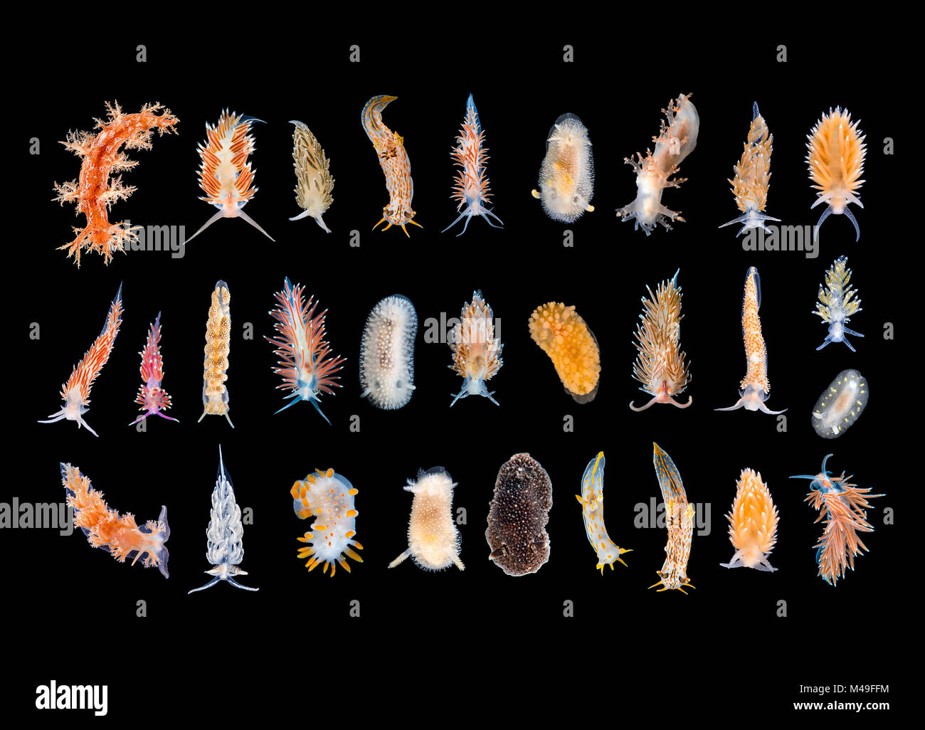 Various species of nudibranchs hi-res stock photography and images - Alamy