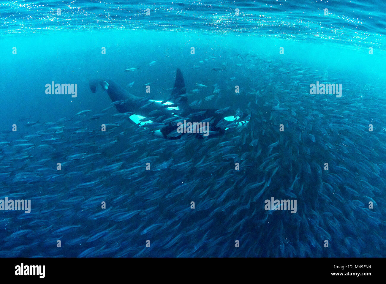 Orca Hunting Underwater Stock Photos & Orca Hunting Underwater Stock ...