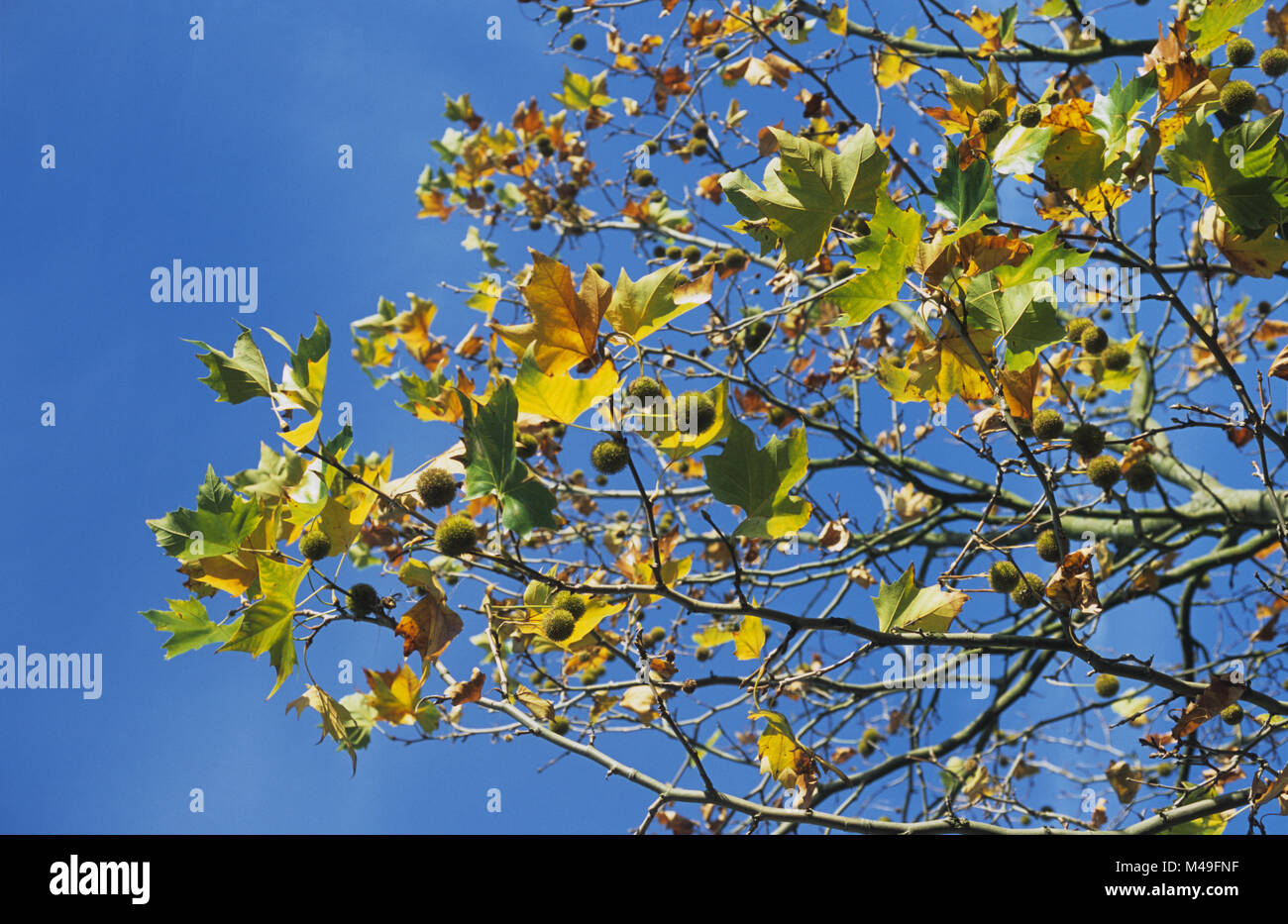 London plane tree in autumn hi-res stock photography and images - Alamy