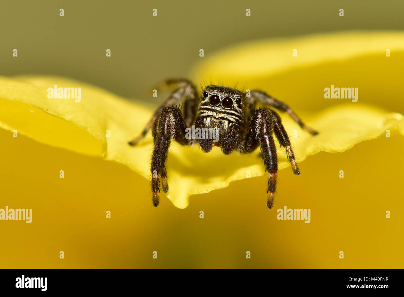 Jumping spider (Evarcha arcuata) on edge of evening primrose flower ...