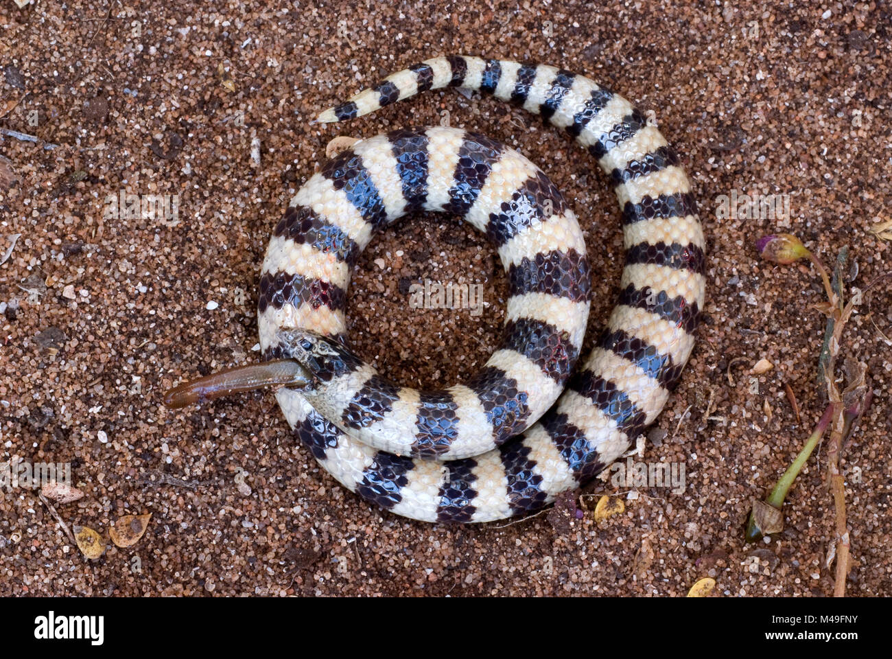 West coast banded snake (Simoselaps litoralis) dead after choking ...