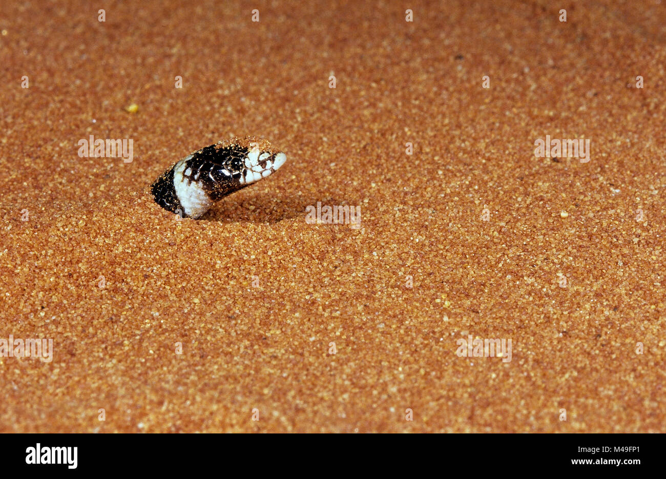 Desert banded snake (Simoselaps anomalus) emerging from sand dune ...