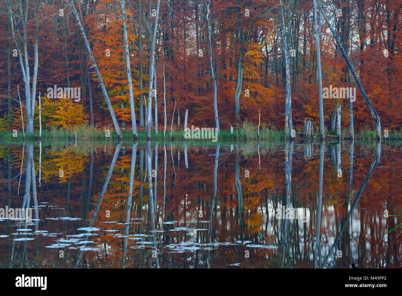 European beech (Fagus sylvatica) and Pines reflected in ...