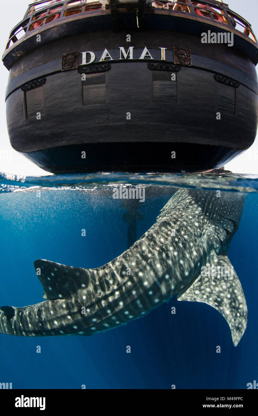 Whale above below water hi-res stock photography and images - Alamy