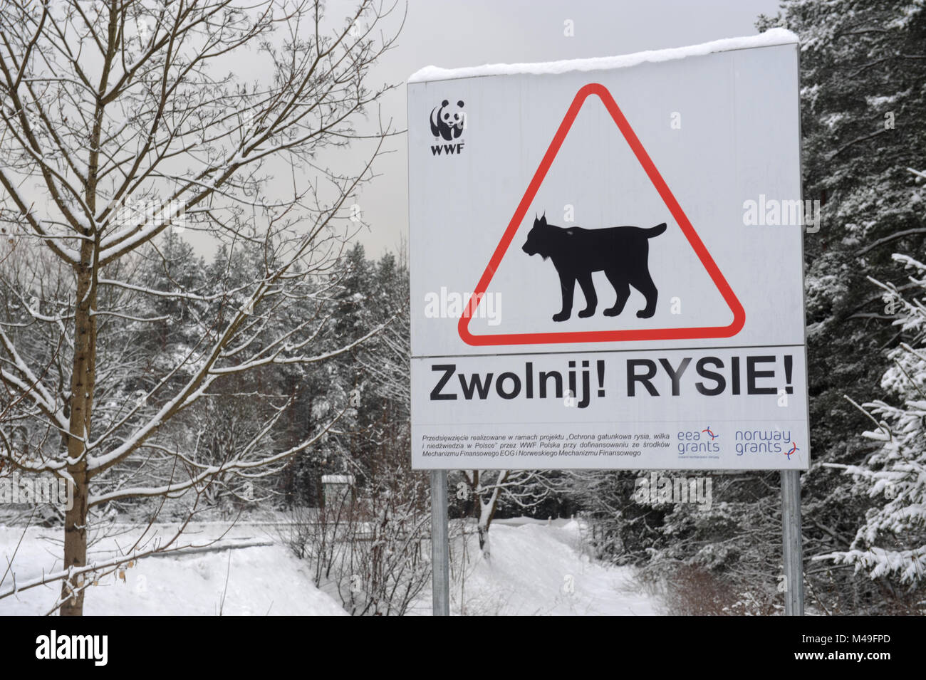 Wild lynx crossing warning sign in the Augustow forest in Poland Stock ...
