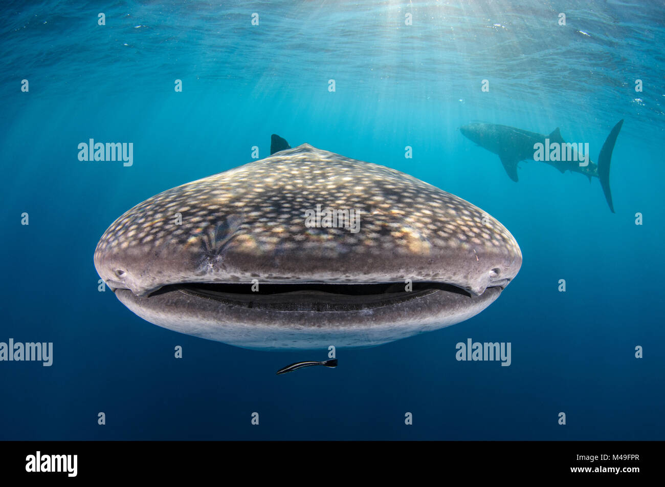Whale shark (Rhincodon typus) front view portrait, Cenderawasih Bay ...