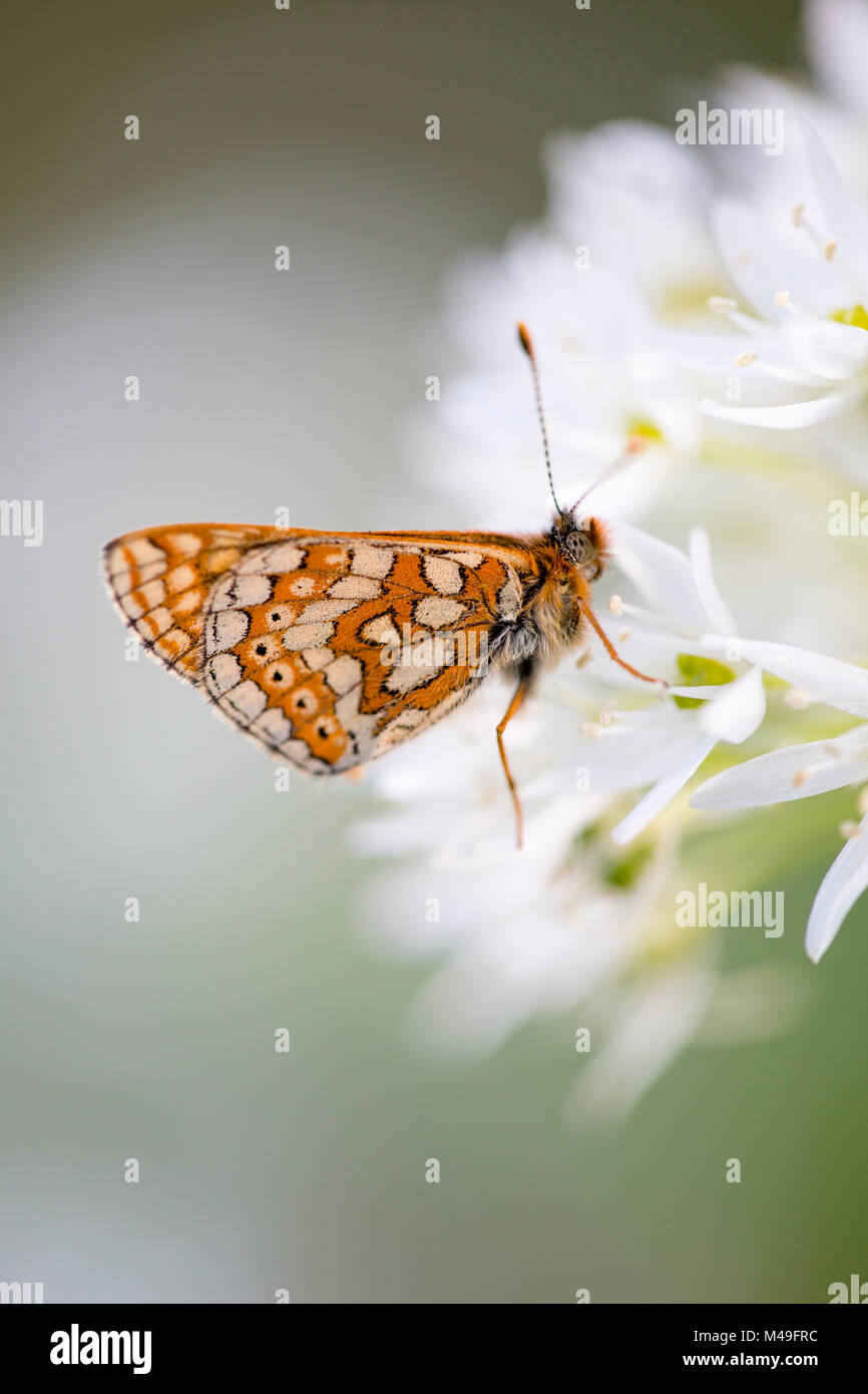 Marsh fritillary butterfly (Euphydryas aurinia) feeding on Wild garlic ...