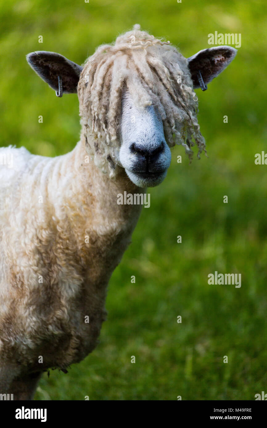 A Cotswold Lion sheep, rare breed, Gloucestershire, UK. June Stock ...