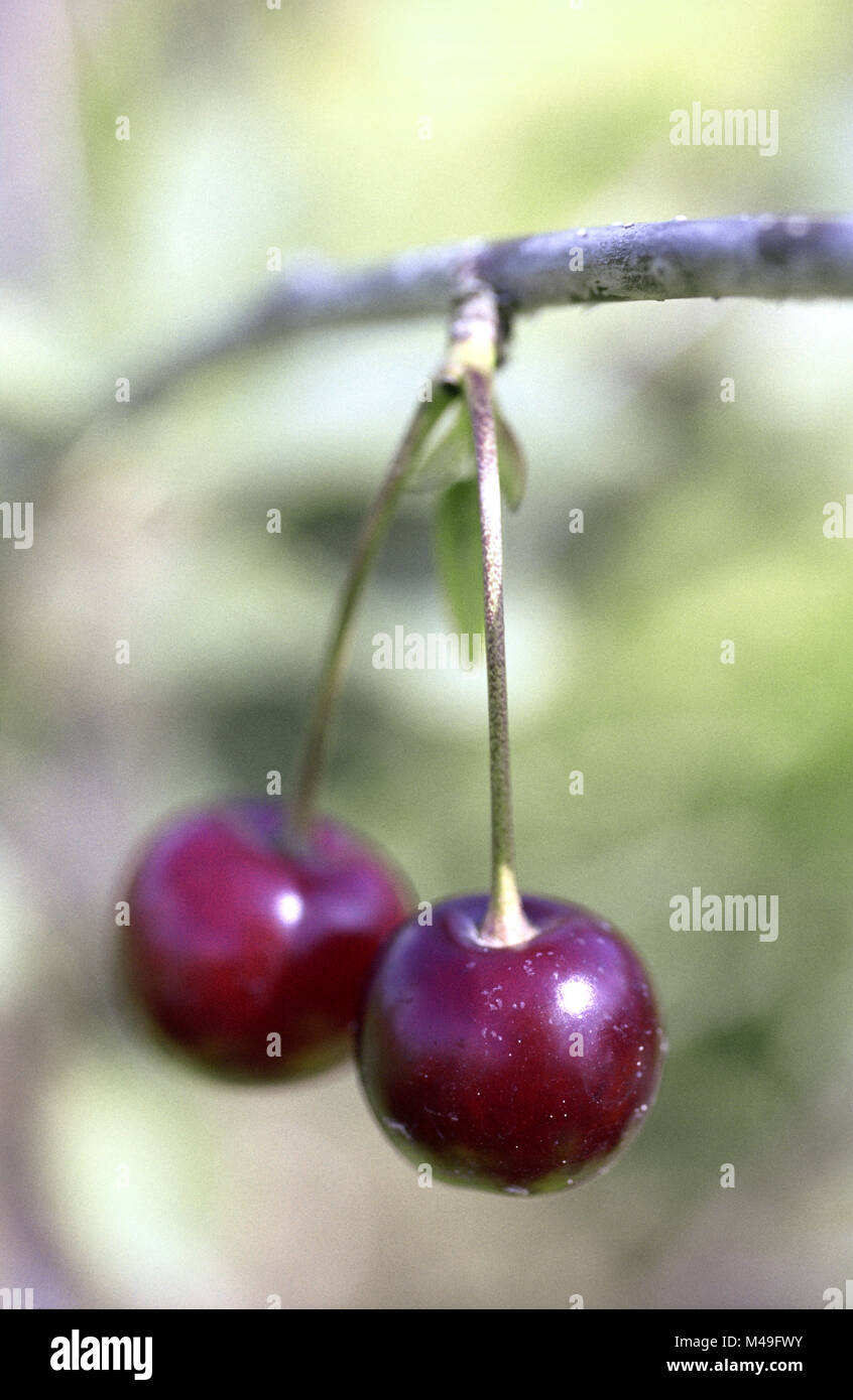 Morello cherry tree hi-res stock photography and images - Alamy