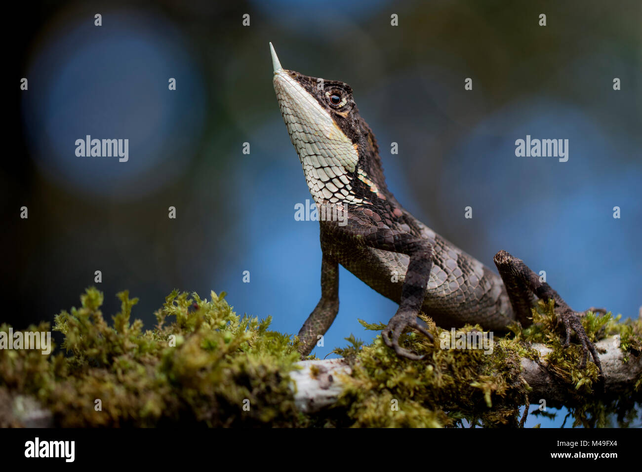 Rhino-horned lizard (Ceratophora stoddartii) resting, Horton Plains ...