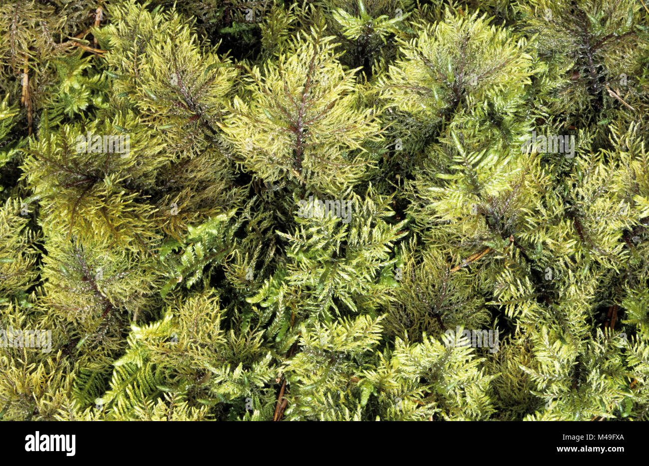 Moss growing on the forest floor in the Augustow national park in north ...