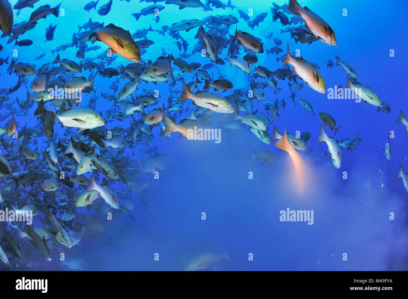 White spot fish hi-res stock photography and images - Alamy
