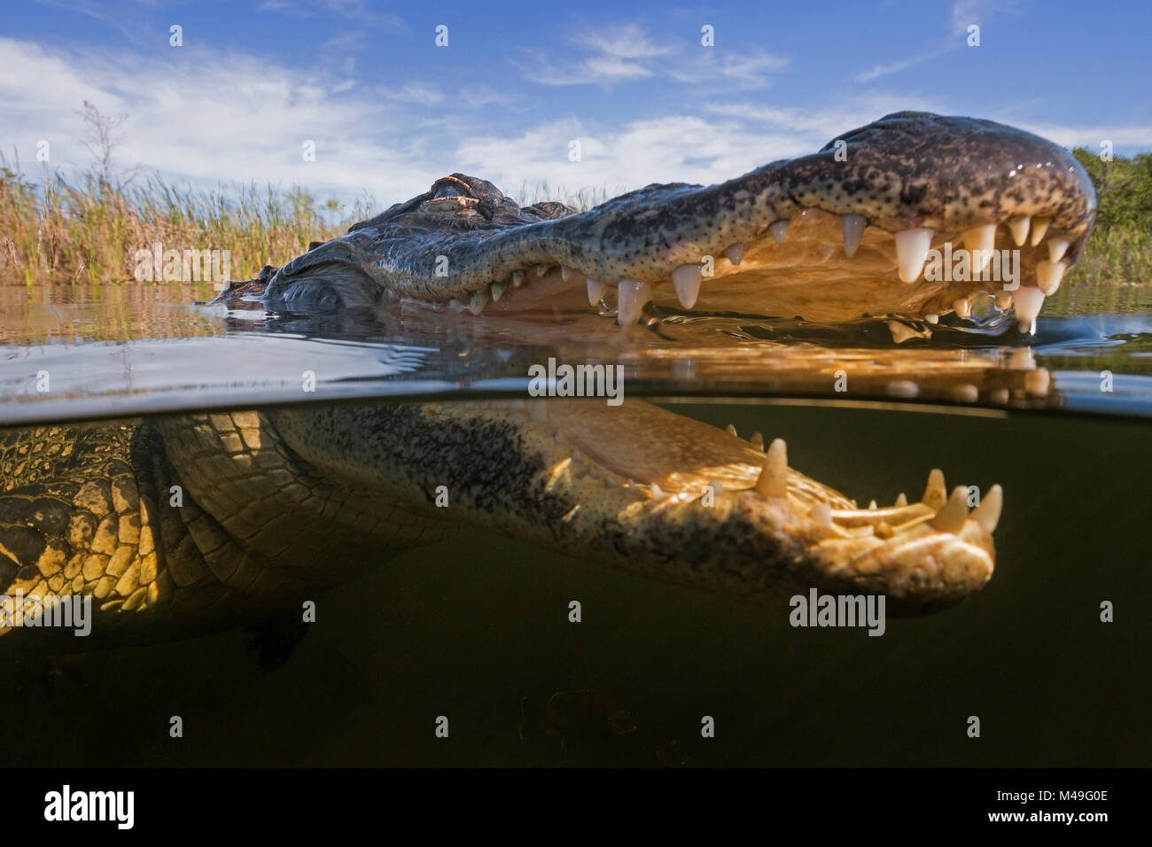 Alligator above below water hi-res stock photography and images - Alamy