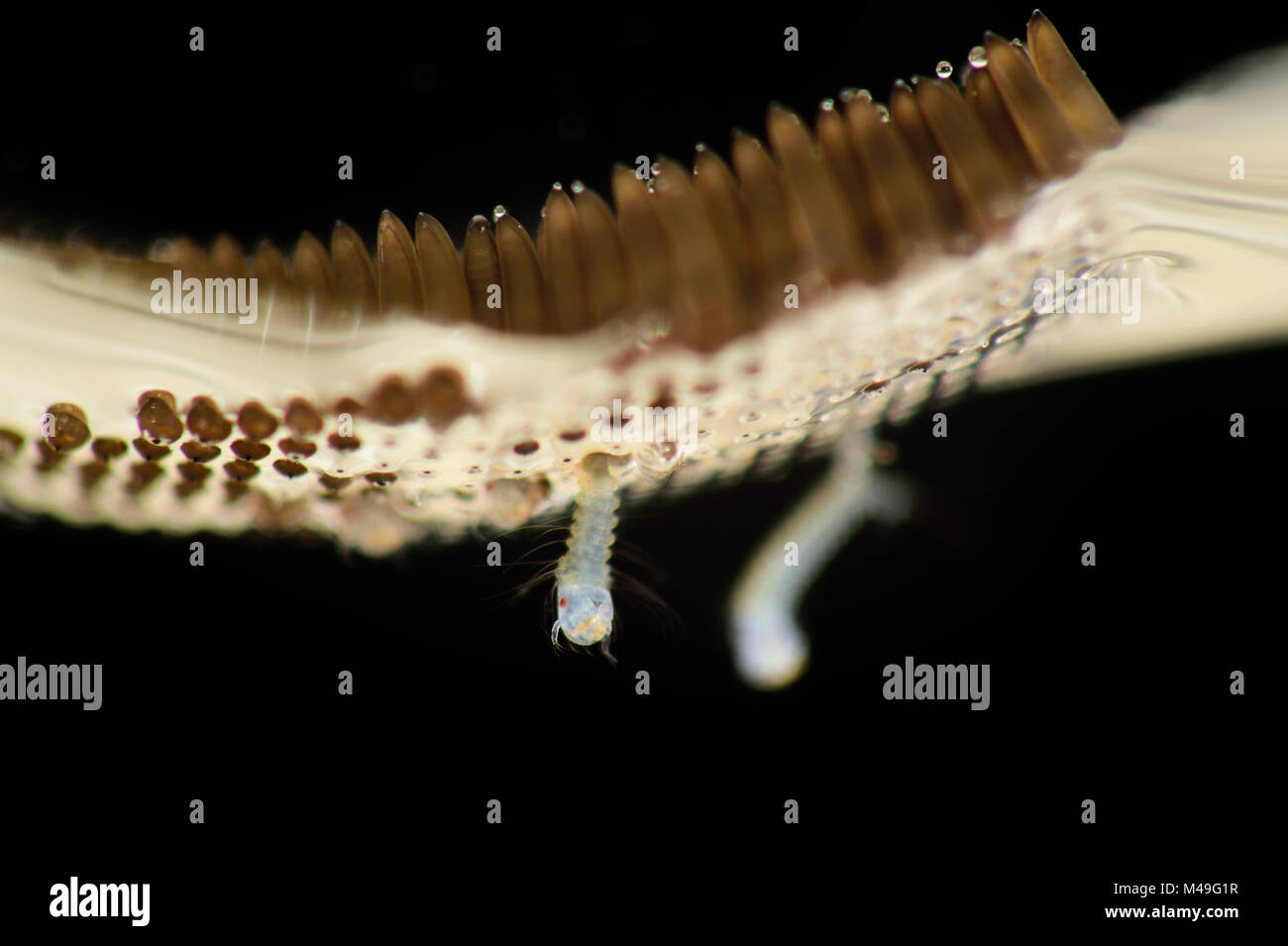 Mosquito larvae culex hi-res stock photography and images - Alamy