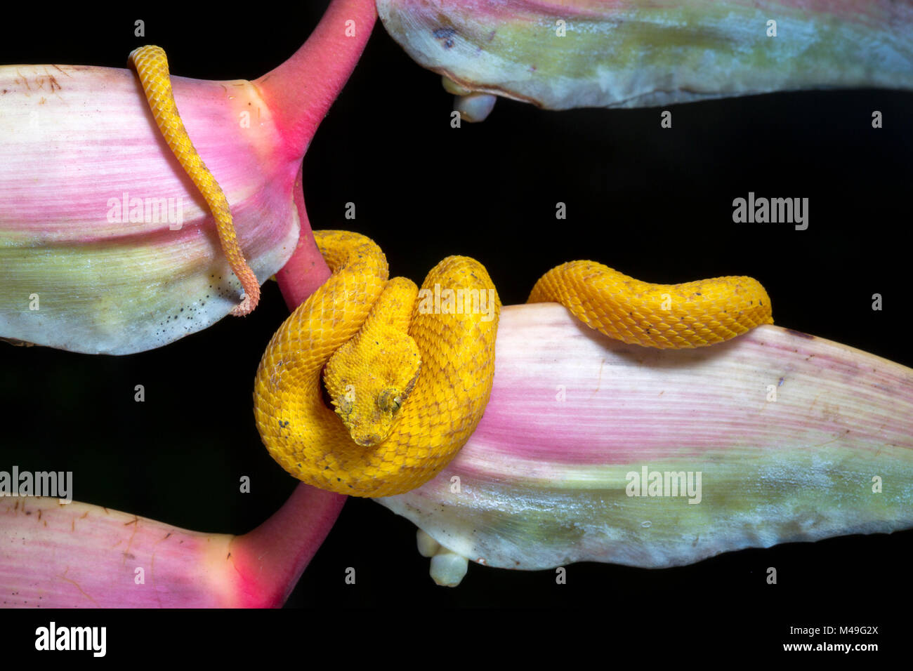 Eyelash pit viper (Bothriechis schlegelii) yellow morph on Heliconia ...