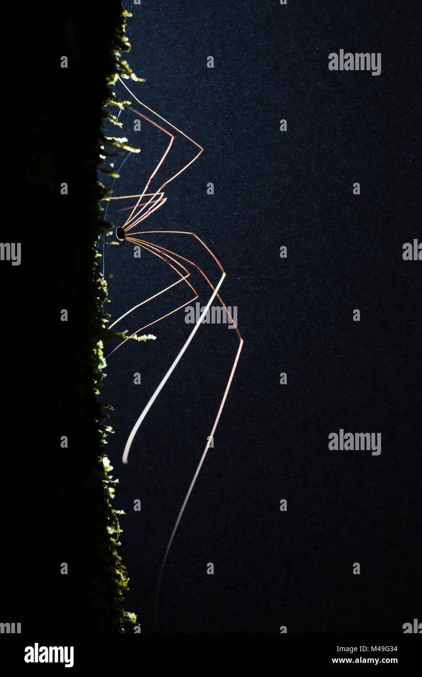 Harvestman (Opiliones) on tree trunk backlit at night, Central ...