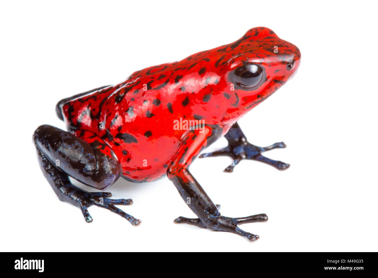 Strawberry poison frog (Oophaga pumilio) photographed on a white ...