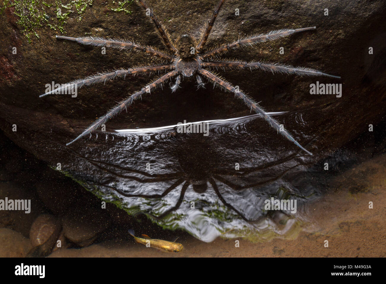 Caribbean spiders hi-res stock photography and images - Alamy
